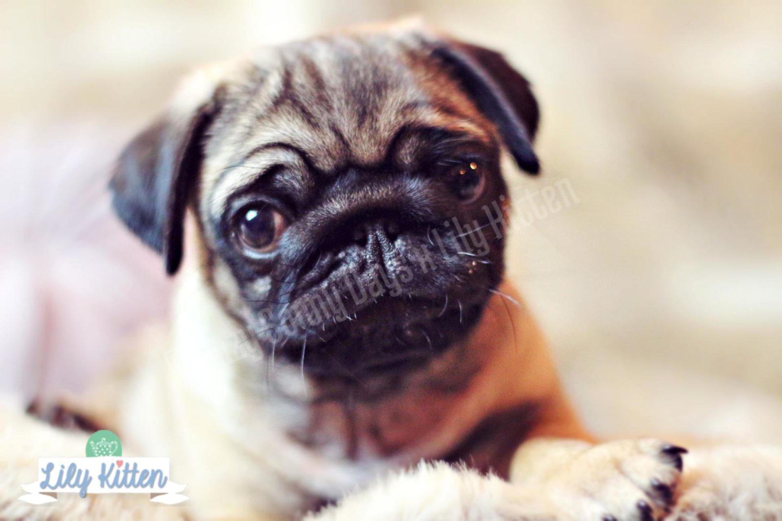 MY 8 WEEK OLD PUG PUPPY